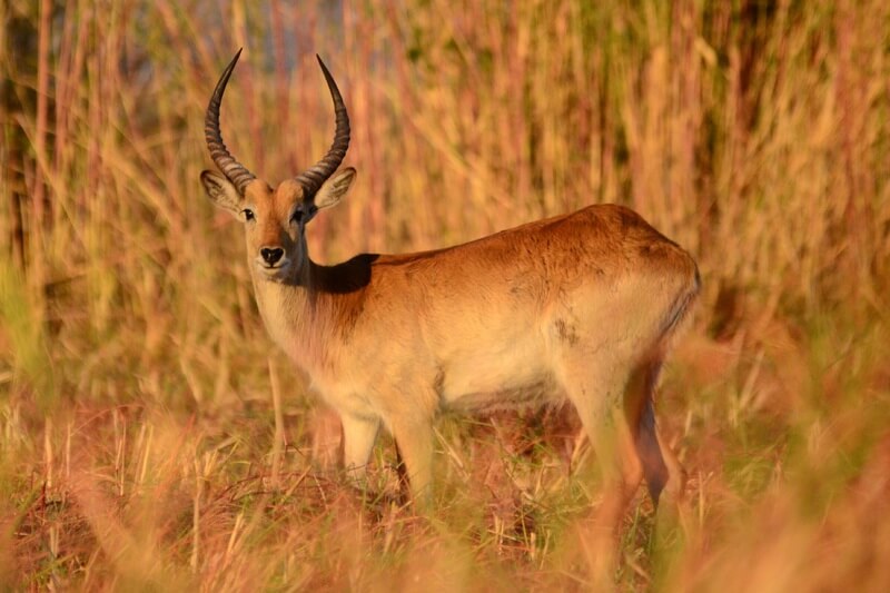 Antelope - Informazioni, caratteristiche e curiosità